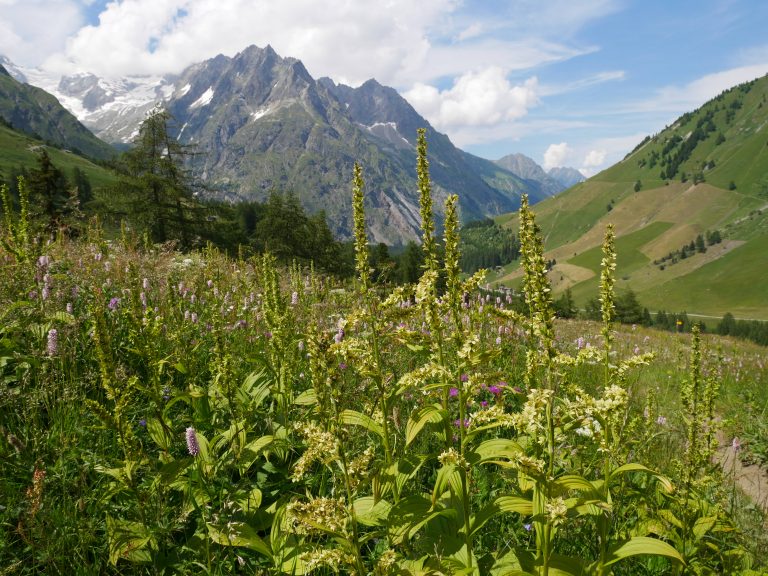Alpine habitats - the Alps a natural companion Nature's Work